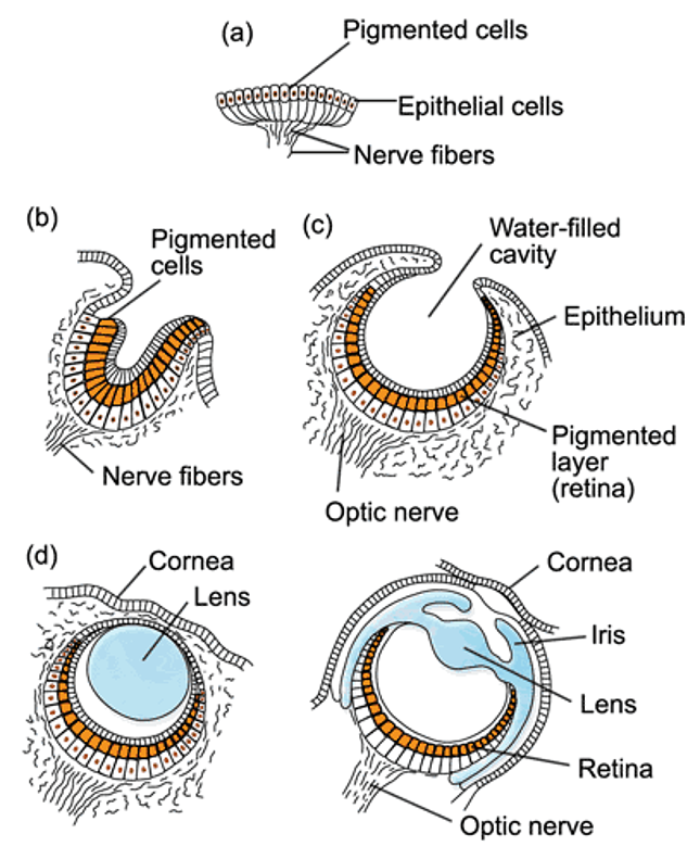 Ogen in de evolutie - NEMO Kennislink