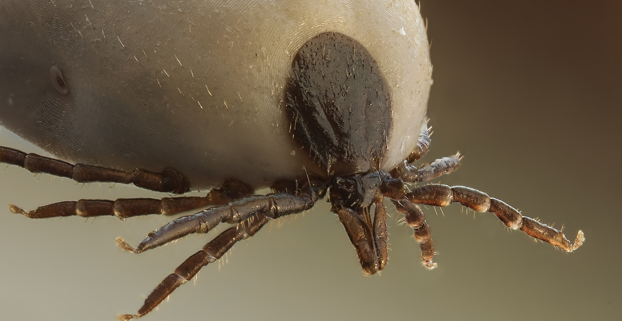 Lastige diagnose ziekte van Lyme - NEMO Kennislink