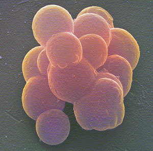 Op weg naar de perfecte stamcel - NEMO Kennislink