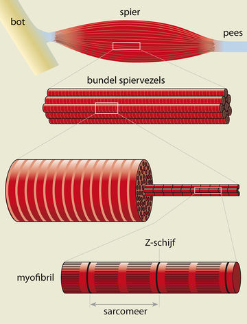 Het bewegingsapparaat - NEMO Kennislink