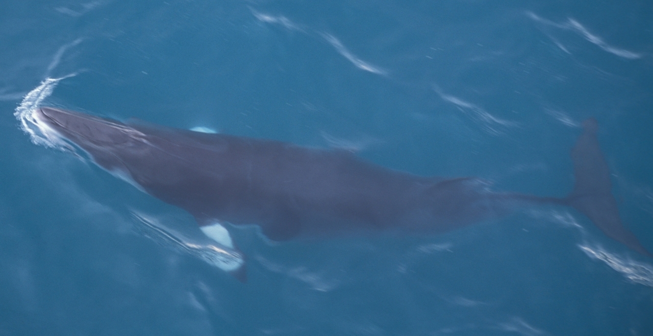 Dwergvinvis hamstert voor de winter - NEMO Kennislink