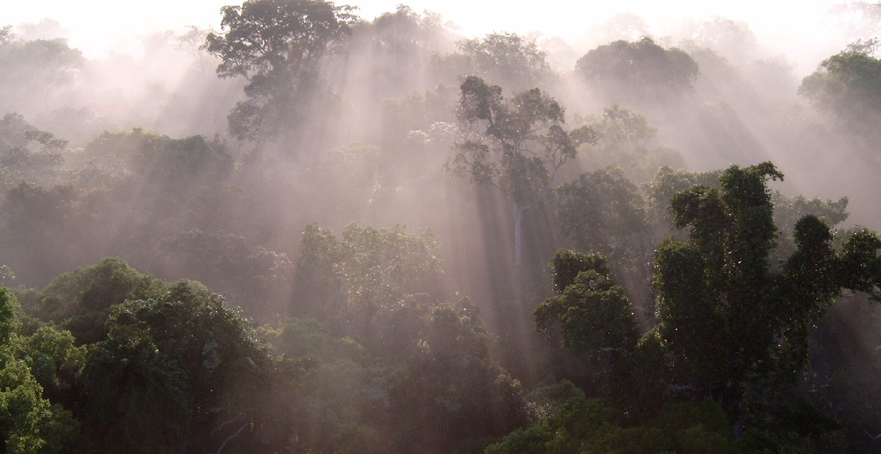 "De Amazone is een lopende-band-systeem" - NEMO Kennislink