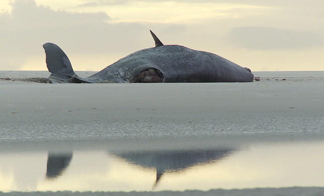 Darminhoud potvis blijkt gouden vondst - NEMO Kennislink