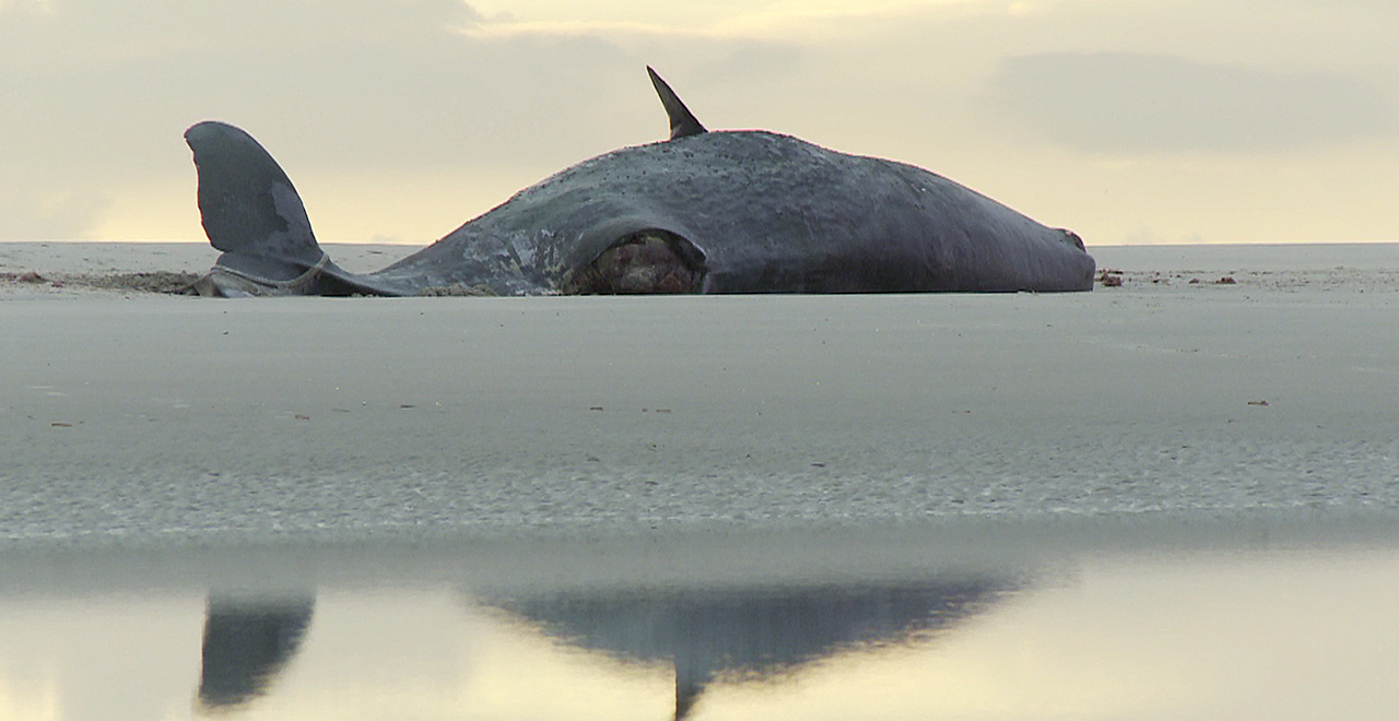 Darminhoud potvis blijkt gouden vondst - NEMO Kennislink
