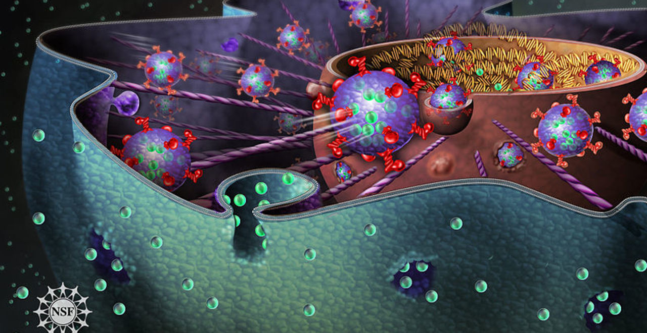 Chemisch evenwicht in de cel - NEMO Kennislink