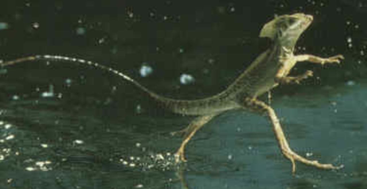 Lopen over water - NEMO Kennislink