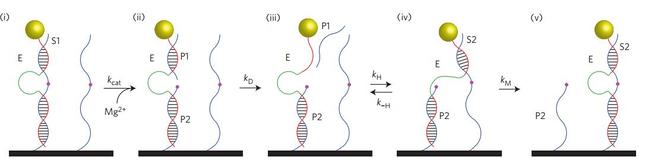 Grijpgrage handjes van de moleculaire motor - NEMO Kennislink