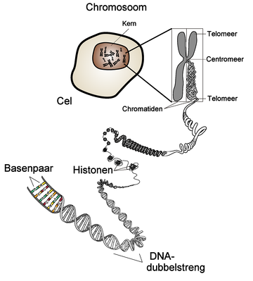 Alles over DNA - NEMO Kennislink