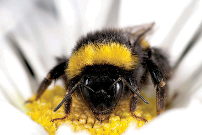 Honingbij besmet wilde hommel - NEMO Kennislink