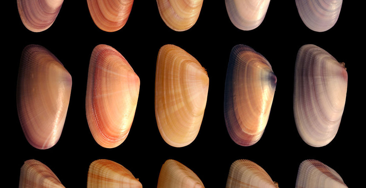 Wetenschappers zien schelp groeien - NEMO Kennislink