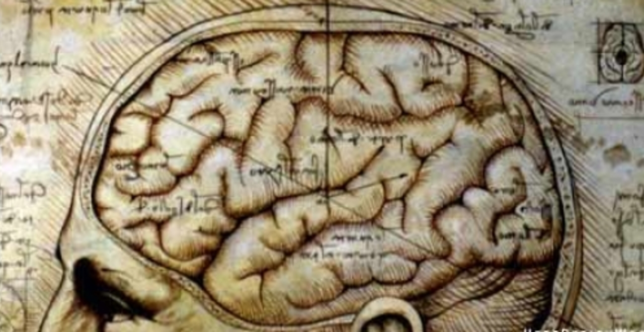 Neuro-economie kan belofte niet waarmaken - NEMO Kennislink