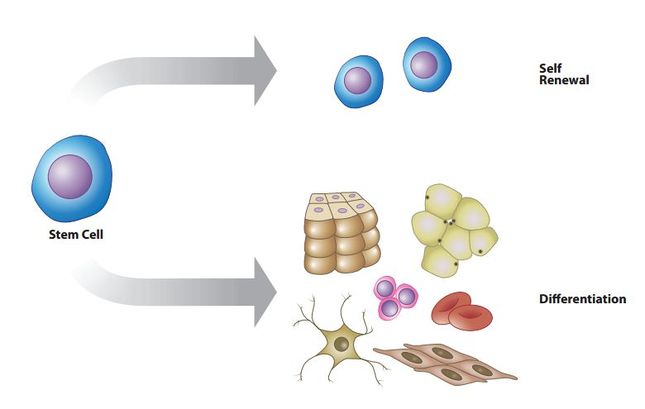 Op weg naar de perfecte stamcel - NEMO Kennislink