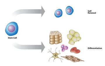 Menselijke organen van dierlijke herkomst - NEMO Kennislink