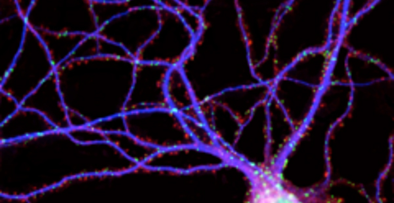 Onderzoekers van de UU en FOM sturen transport in zenuwcel met licht ...