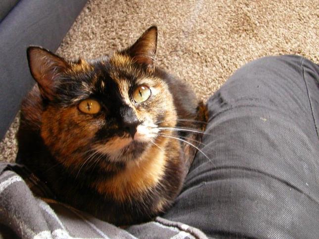 Uitschakelen X-chromosoom in beeld gebracht - NEMO Kennislink