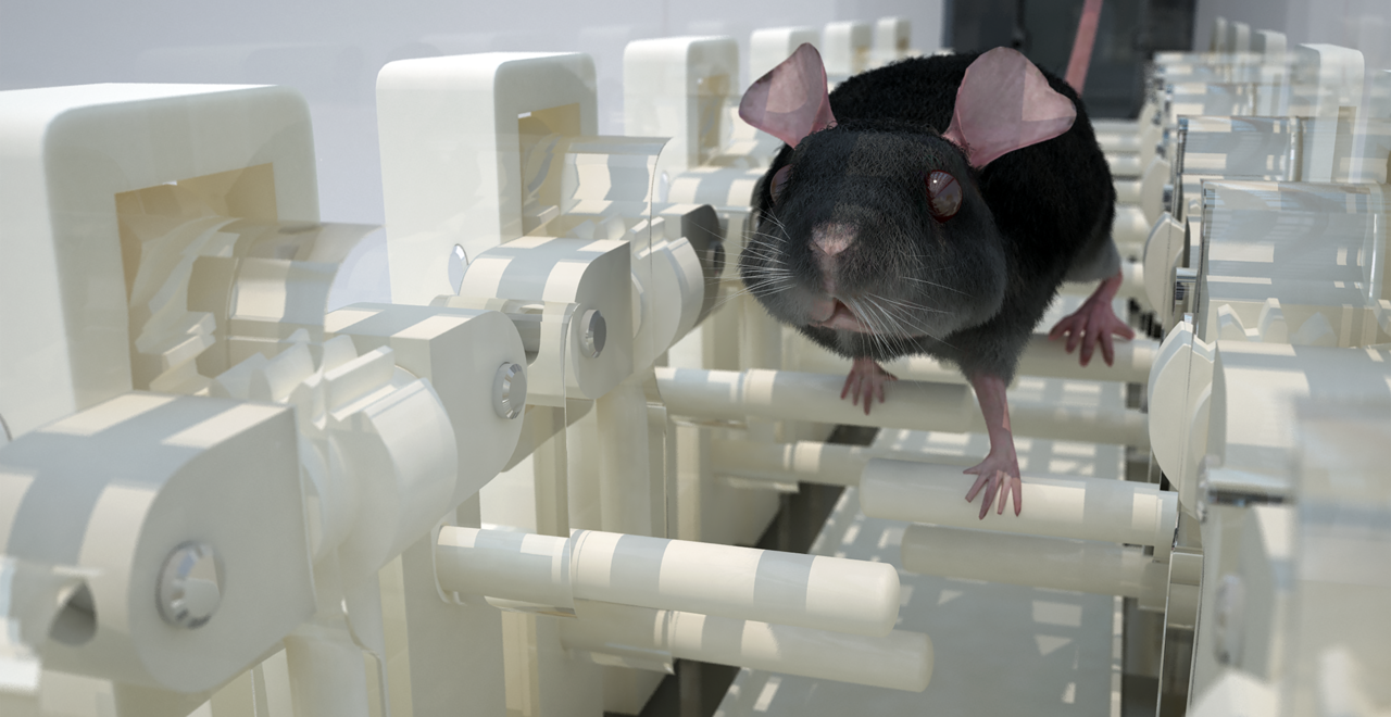 Met de Erasmusladder kun je gemakkelijk bestuderen hoe het loopgedrag ...