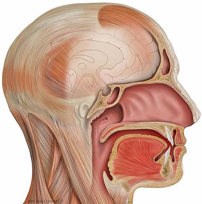 Pim Levelt over de geschiedenis van het taalonderzoek en de risico's ...
