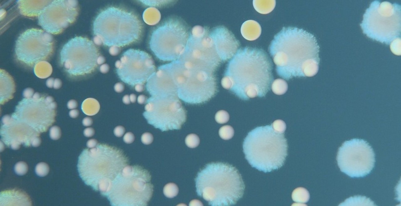 1.000.000.000.000 soorten microben - NEMO Kennislink