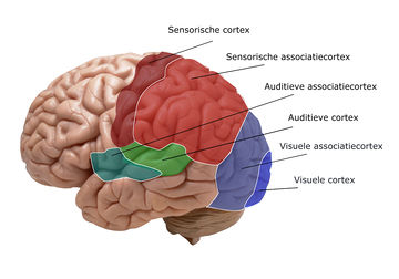 'Taal is veel meer dan een verzameling losse woorden' - NEMO Kennislink