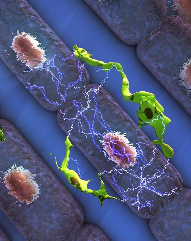 Macrofagen zijn de afvaletende cellen van ons afweersysteem, maar ...