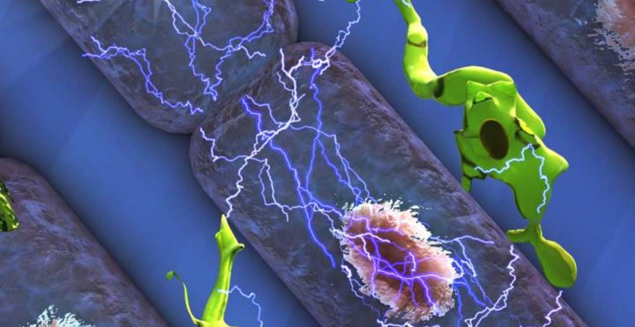 Macrofagen zijn de afvaletende cellen van ons afweersysteem, maar ...