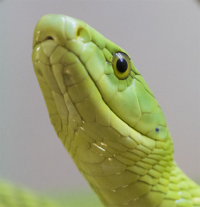 Eiwit uit slangengif remt nierziekte - NEMO Kennislink