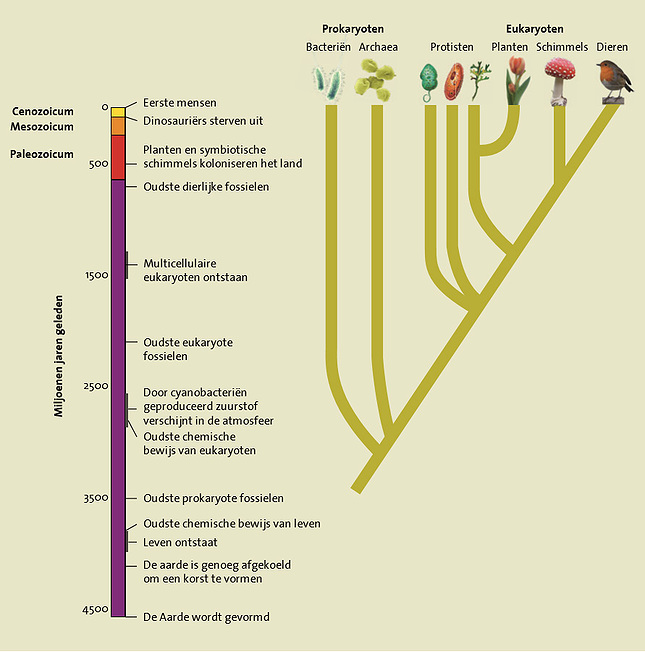 Introductie tot het schimmelrijk - NEMO Kennislink