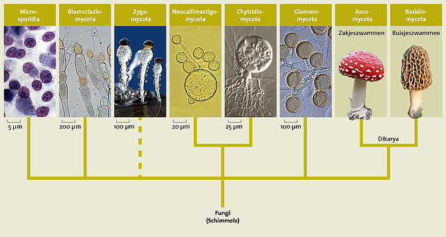 Introductie tot het schimmelrijk - NEMO Kennislink