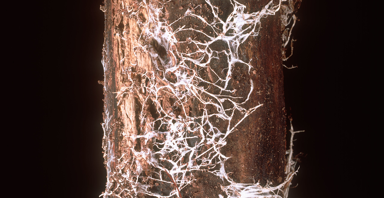 Introductie tot het schimmelrijk - NEMO Kennislink