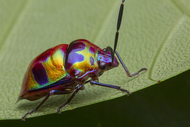 Jahai in Maleisië hebben veel woorden voor geuren dankzij hun leefstijl ...
