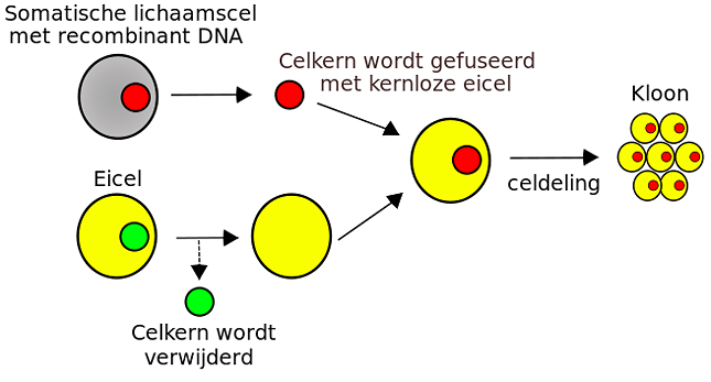 Wat hebben de wetenschappers die een aap wisten te klonen nu precies ...