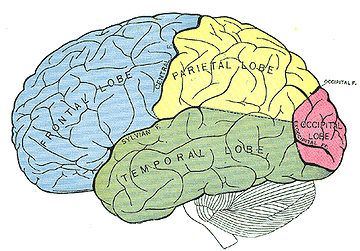 Frontotemporale dementie vroeger in het vizier - NEMO Kennislink