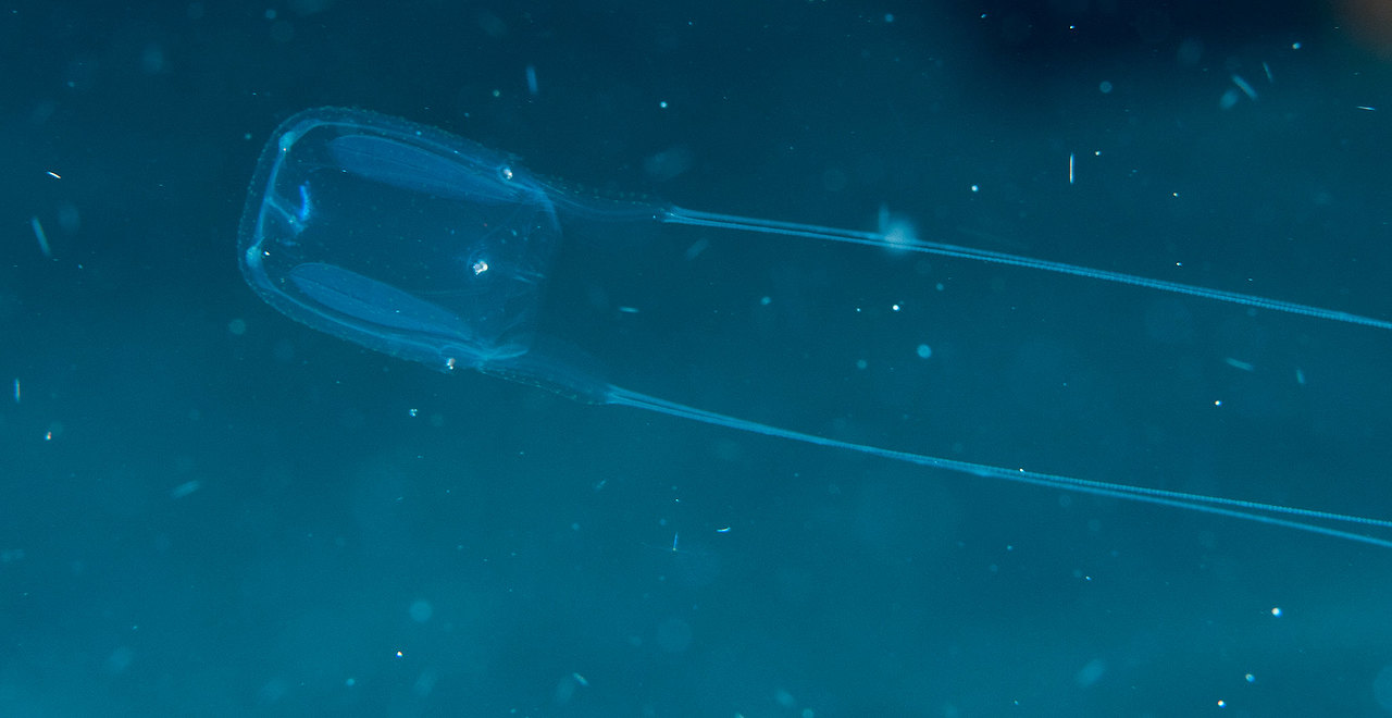 Dodelijke kwallenbeet lijkt te behandelen met bestaand medicijn - NEMO ...