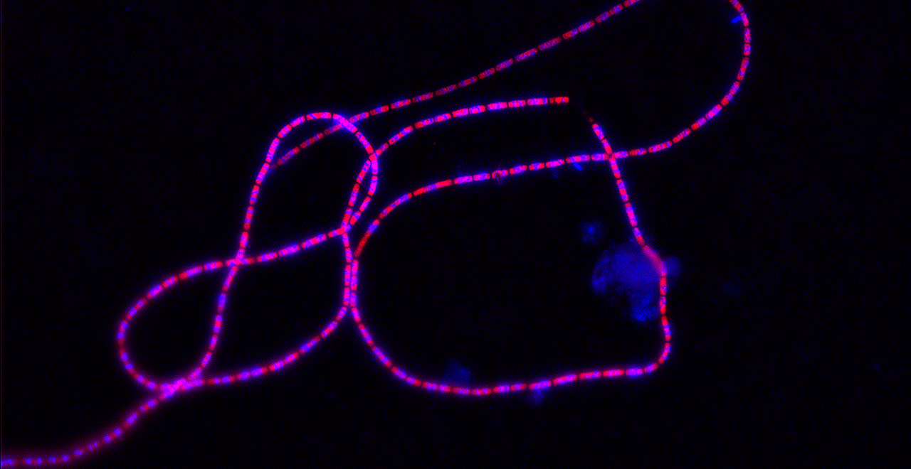 Bacteriën in zeebodem vormen stroomkabels - NEMO Kennislink