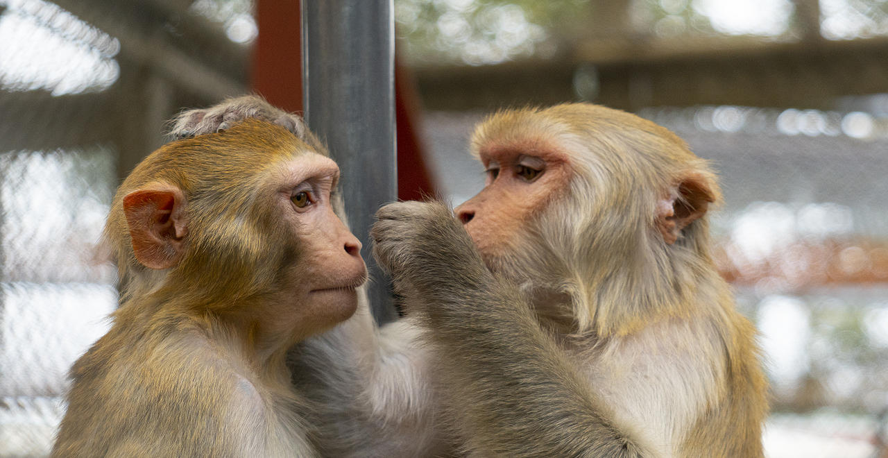 "Proefdiervrij is een utopie" - NEMO Kennislink