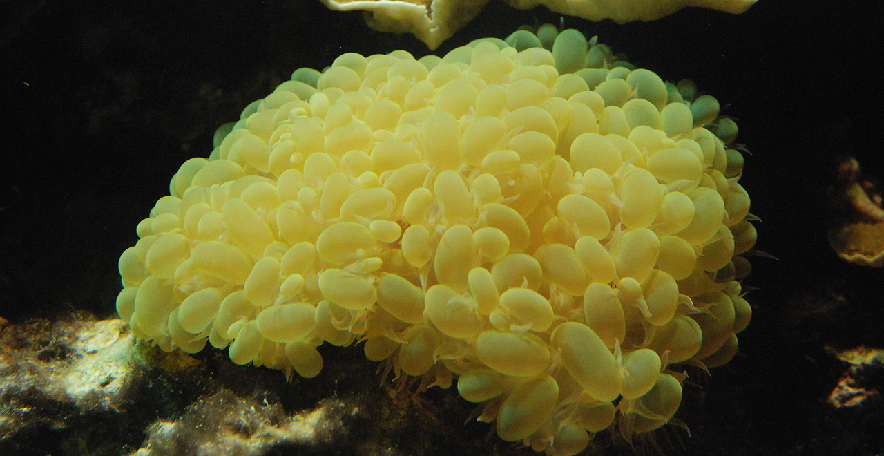 Koraal kweken in de dierentuin - NEMO Kennislink