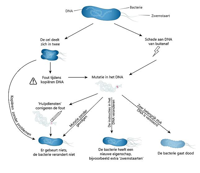 Evolutie: hoe werkt dat eigenlijk? - NEMO Kennislink