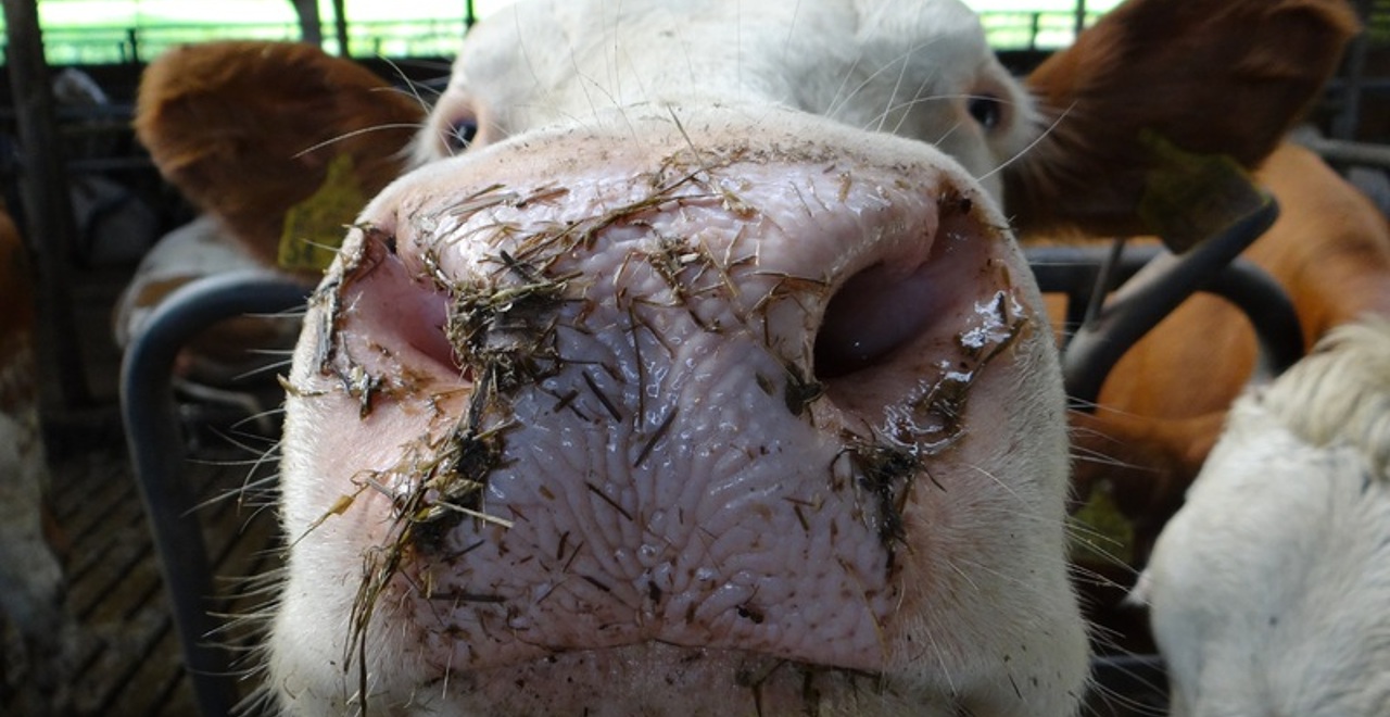 Boe, zegt de koe - NEMO Kennislink